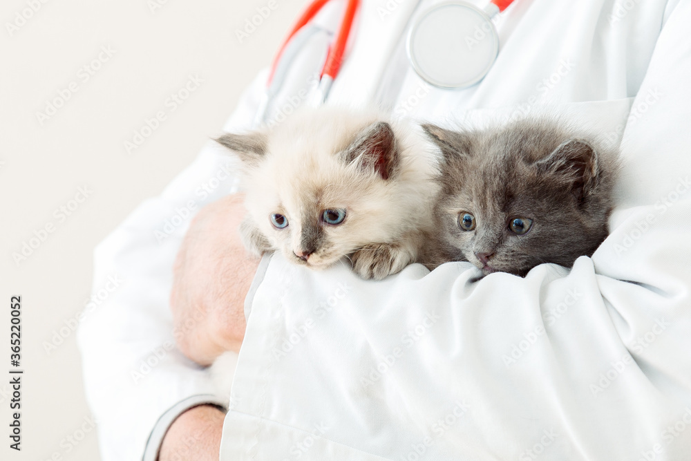 Dr Kittens