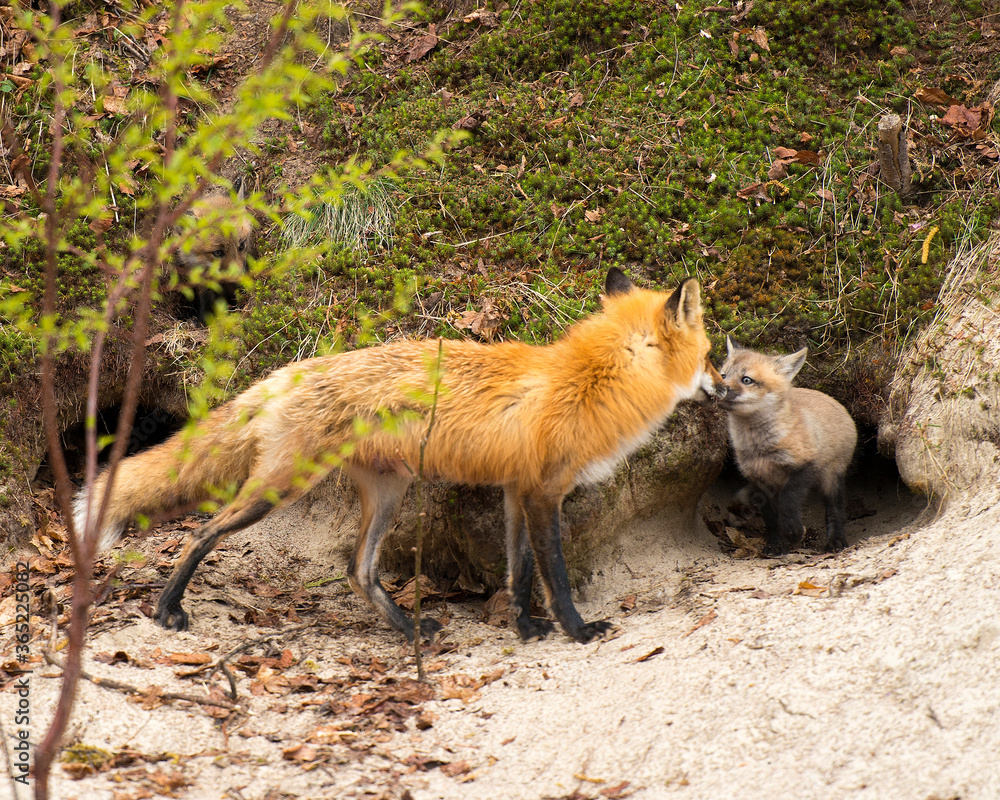 Fox Red Fox Animal Photo. Fox Red Fox mother and baby fox in the forest ...