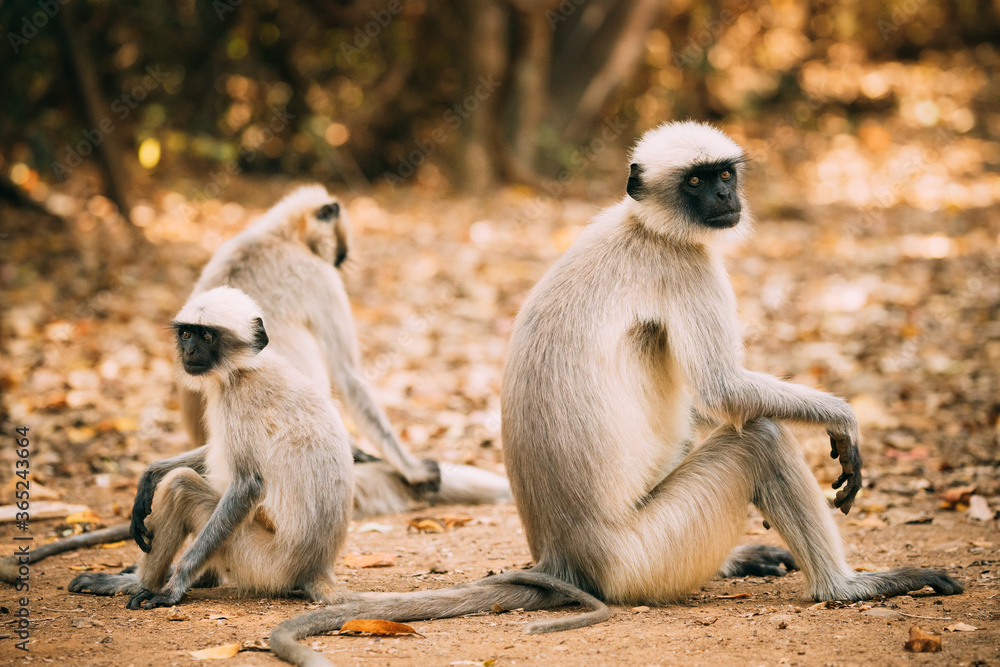 Goa, India. Gray Langur Monkey Sitting On Forest Ground Stock Photo ...