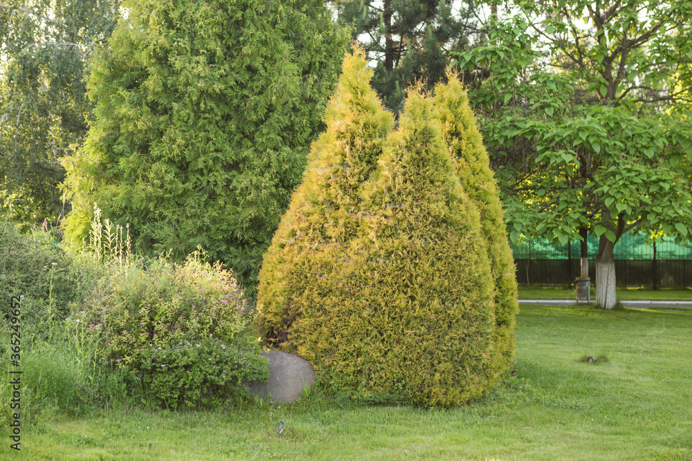 Thuja bush yellow on a green meadow. Thuja occidentalis Golden Smaragd ...