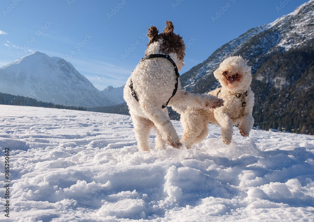 Lagotto Romagnolo dancing truffle noses Stock Photo | Adobe Stock