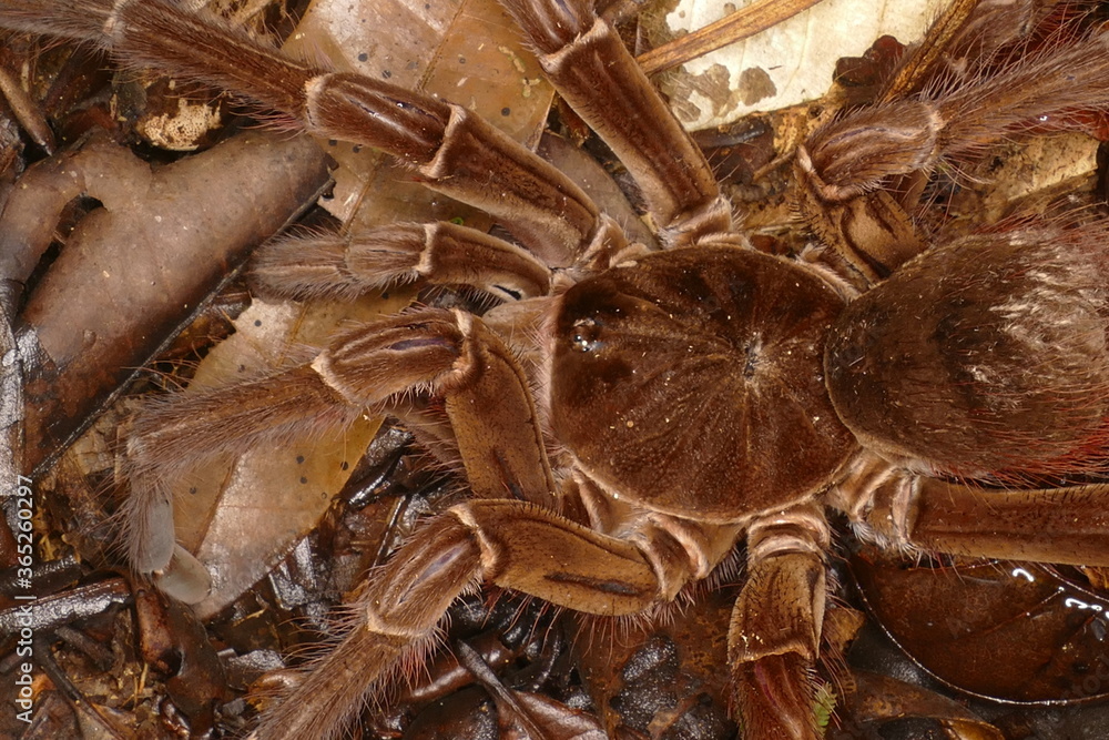 Goliath birdeater (Theraphosa blondi) belongs to the tarantula family ...