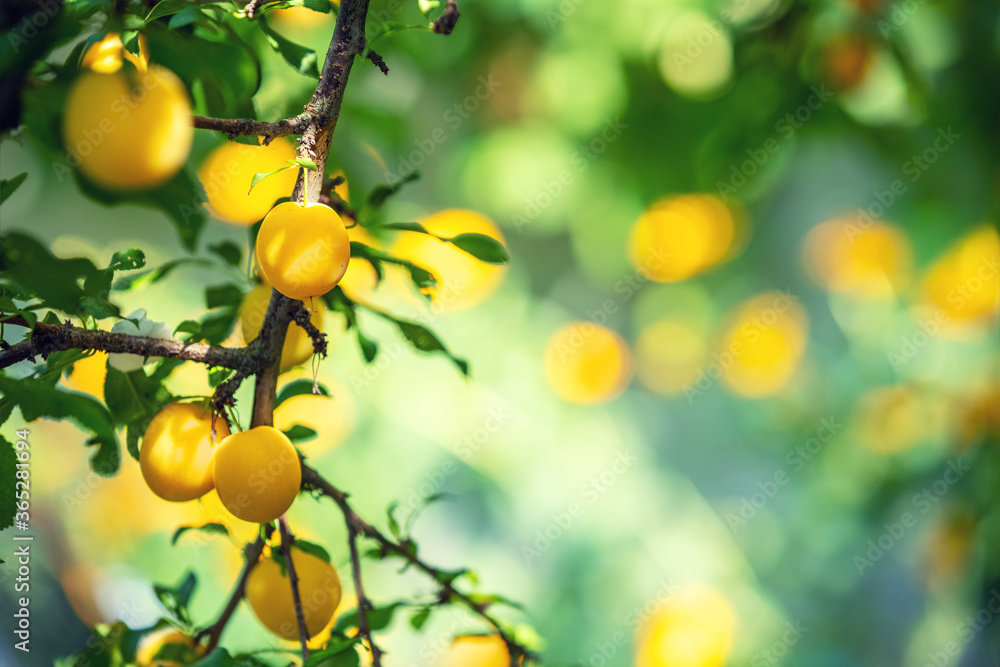 Branches of plums tree with ripe yellow plums in the orchard. Nature ...