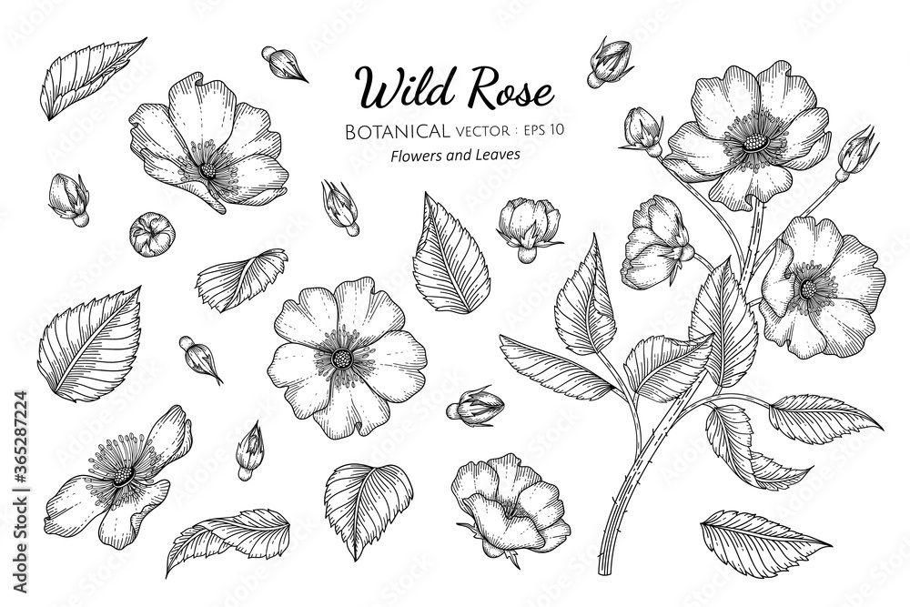 Set of Wild rose flower and leaf hand drawn botanical illustration with ...