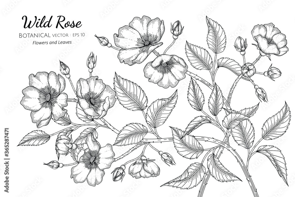 Wild rose flower and leaf hand drawn botanical illustration with line ...
