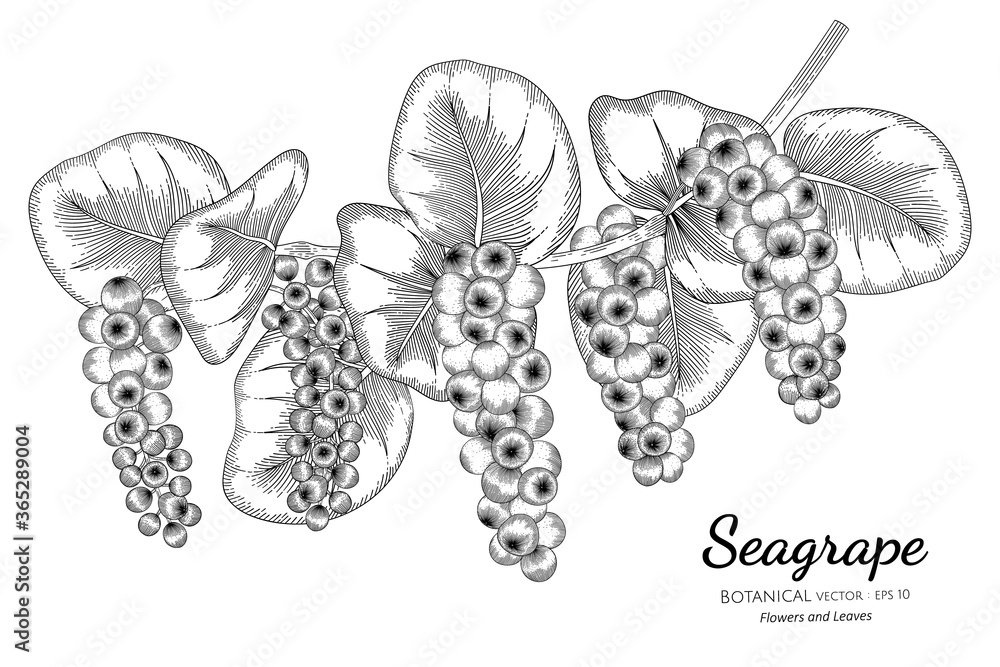 Seagrape fruit hand drawn botanical illustration with line art on white ...