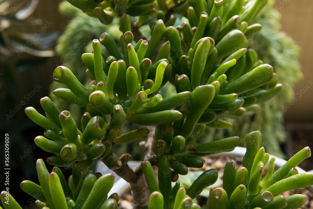 Succulent plants. Closeup of a Crassula ovata Gollum, also known as ...
