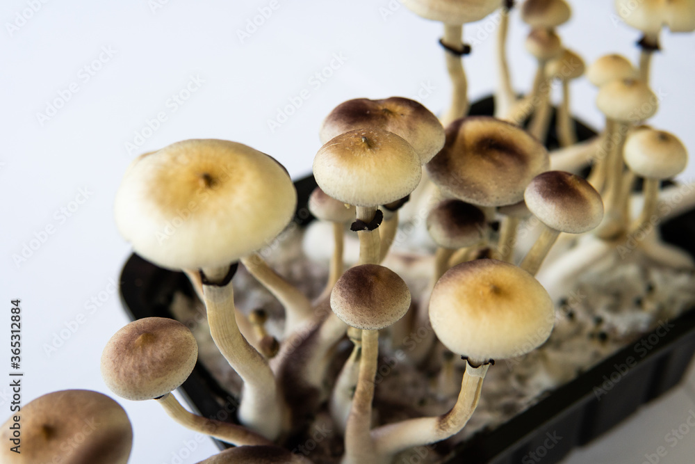 Fresh Psilocybin shroom. Fungi hallucinogen. Psilocybin cubensis ...