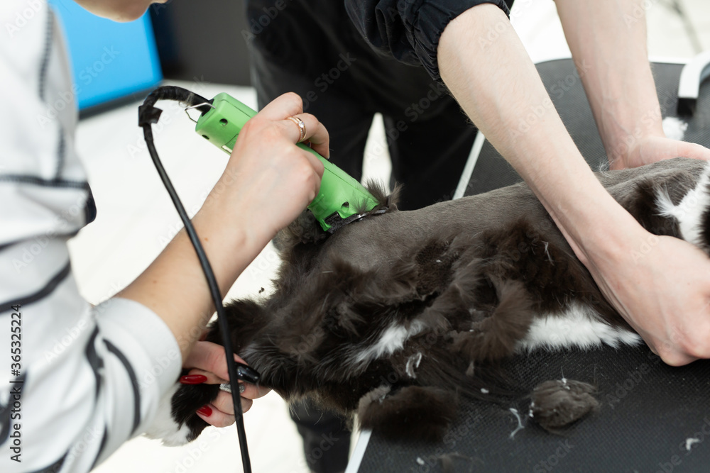 Cat grooming in pet beauty salon. Grooming master cuts and shaves a cat ...