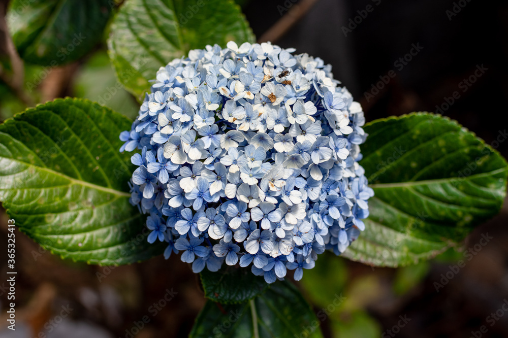 Beautiful blue hydrangea flower in garden Stock Photo | Adobe Stock