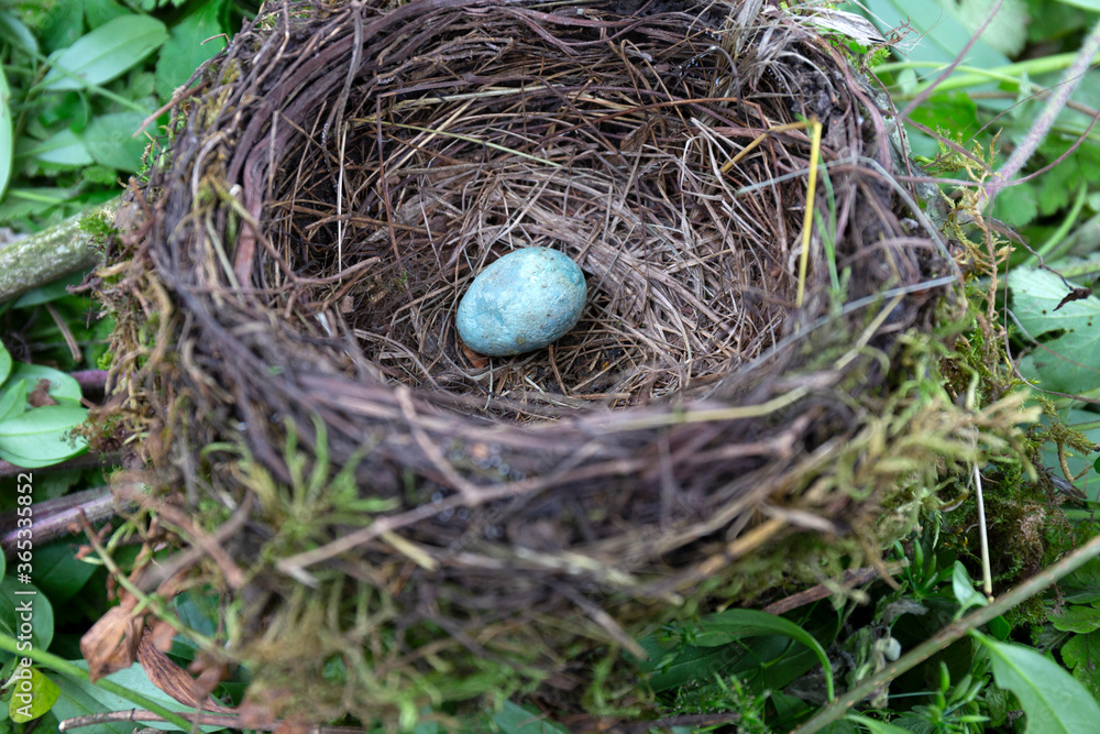 Starling Bird Eggs