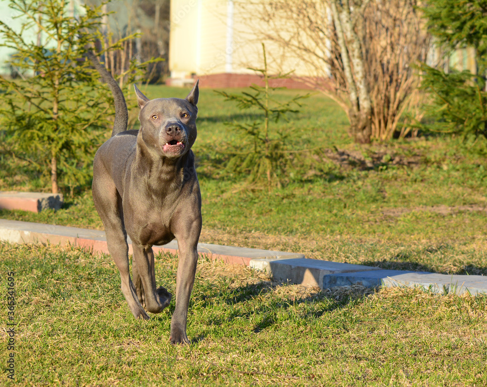 Thai Ridgeback, also known as TRD, Mah Thai, or Mah Thai Lang Ahn, is ...