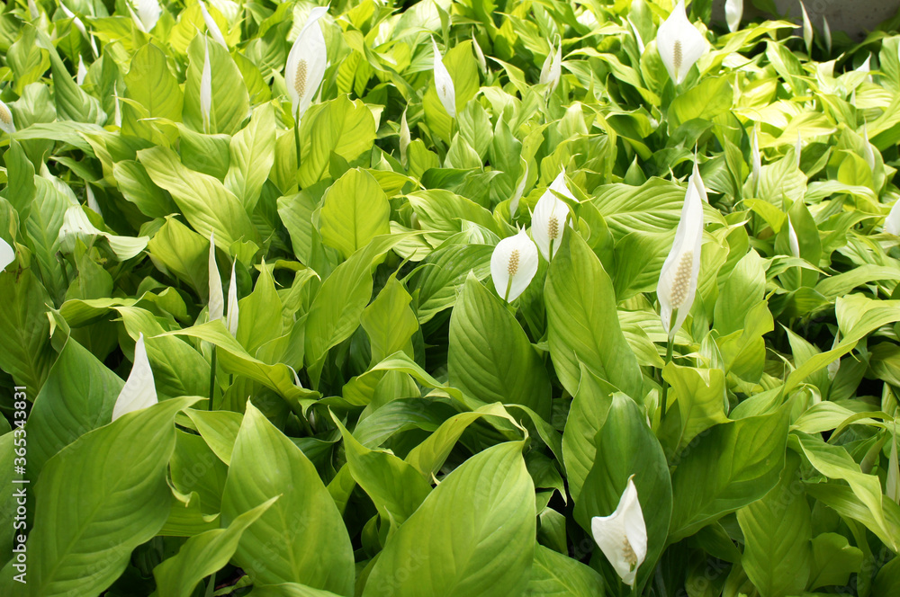 Spathiphyllum Kochii is native to tropical regions of the Americas and ...