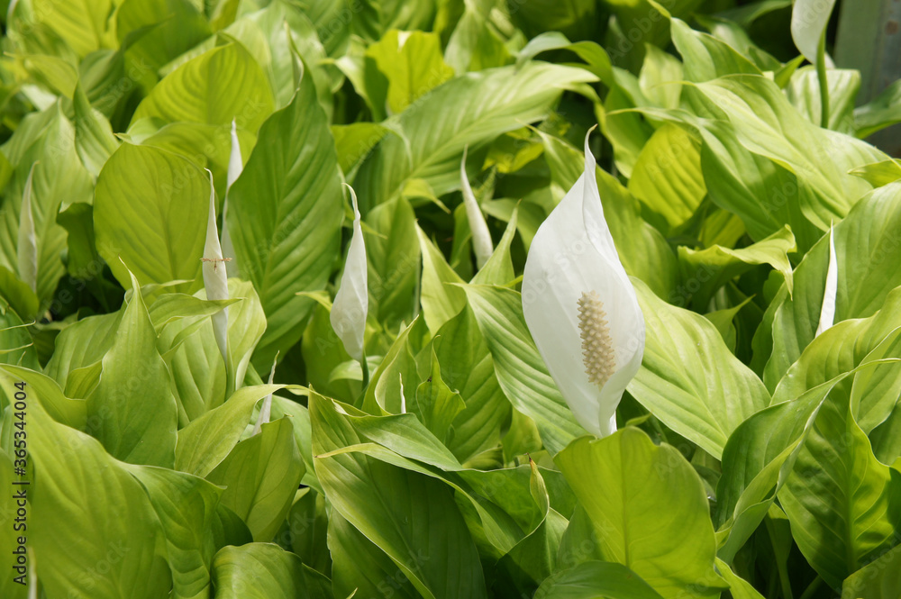 Fotografia do Stock: Spathiphyllum Kochii is native to tropical regions ...