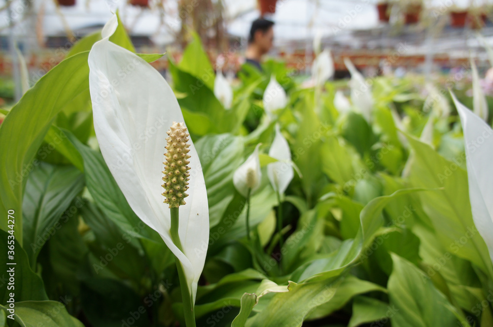 Spathiphyllum Kochii is native to tropical regions of the Americas and ...