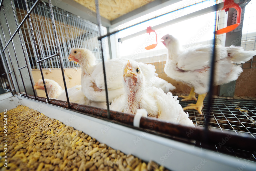 Poultry farm, raising broiler chickens. Adult chickens sit in cages and ...