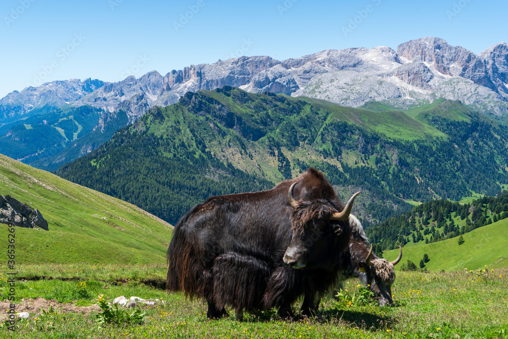 Yak Cow and Calw sitting in a meadow at the Ortler Mountain in South ...