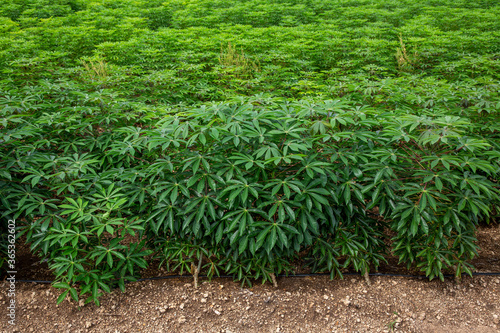 Cassava plantation in the field.Young shoots of green cassava. organic ...