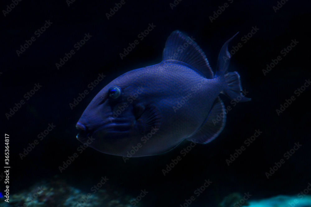 Blue triggerfish, rippled triggerfish, yellow-spotted triggerfish, blue ...