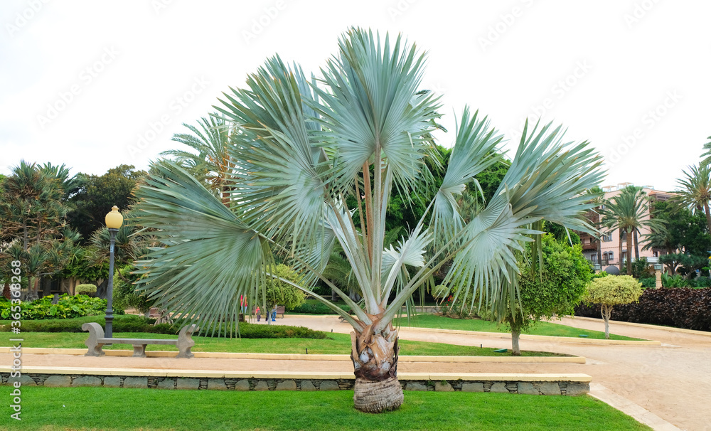 Bismarckia palm (Bismarckia nobilis) decorative palm species native to ...