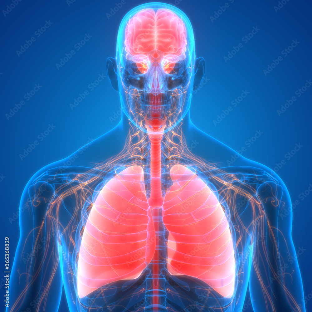 Human Internal Organs Lungs with Brain Anatomy Stock Illustration ...