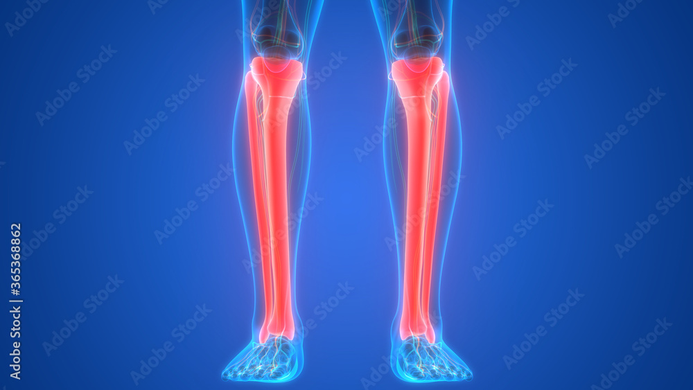 Human Skeleton System Tibia and Fibula Bone Joints Anatomy Stock ...