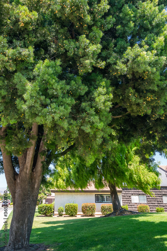 Under the big tree. Looking up the trunk of a Podocarpus tree, a ...