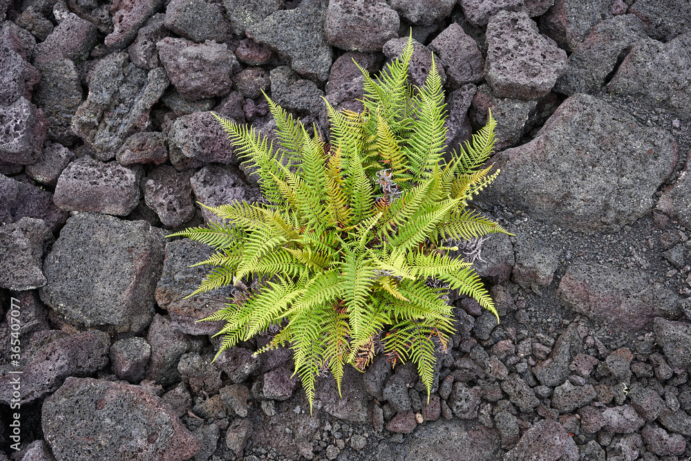 Top view of Kupukupu (Nephrolepis cordifolia), a native Hawaiian fern ...