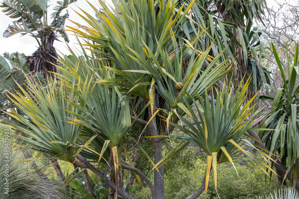 Three branches of a Dragon tree also known as Dracaena draco or Drago ...