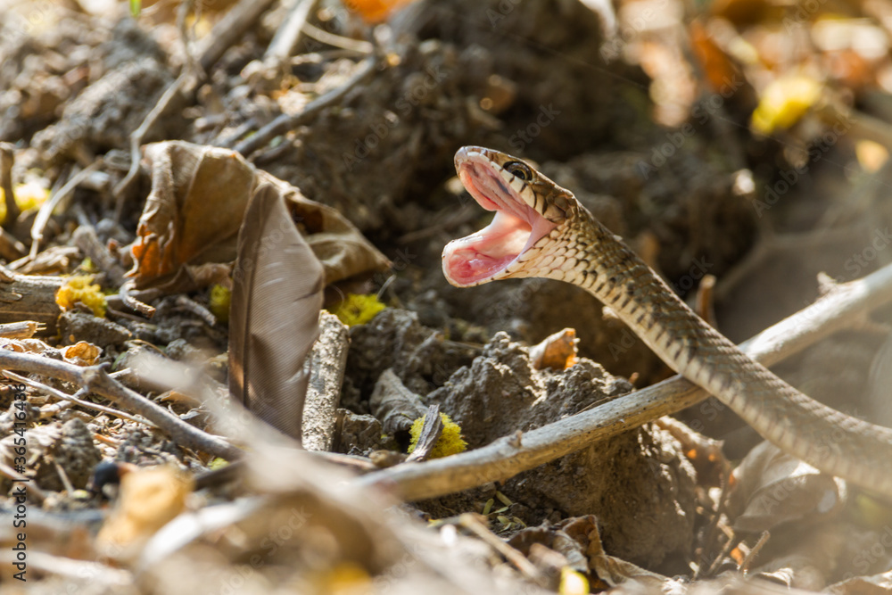 Fotka „Indian rat snake (Ptyas mucosa) at Bharatpur Bird Sanctuary ...