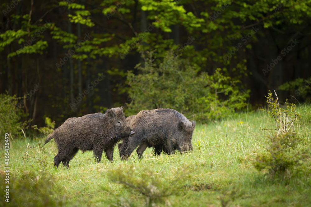 Two wild boars, sus scrofa, digging with snouts on a meadow with green ...