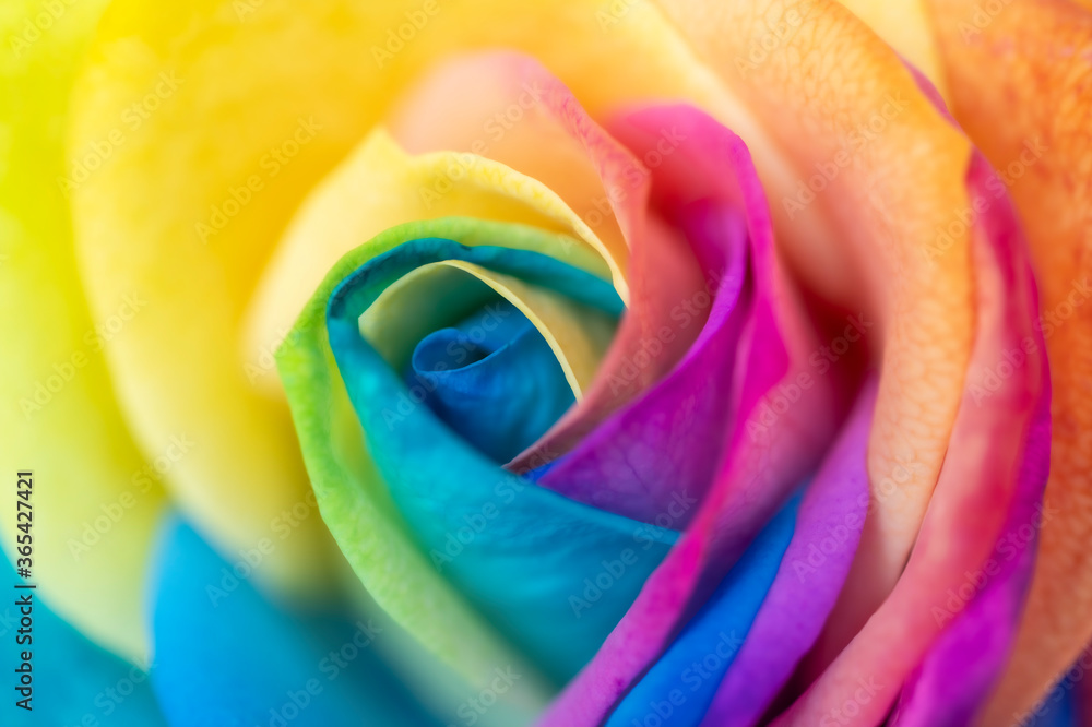 Rainbow rose petal leaves pride flag colors lbtg lbtgq gay love Stock ...