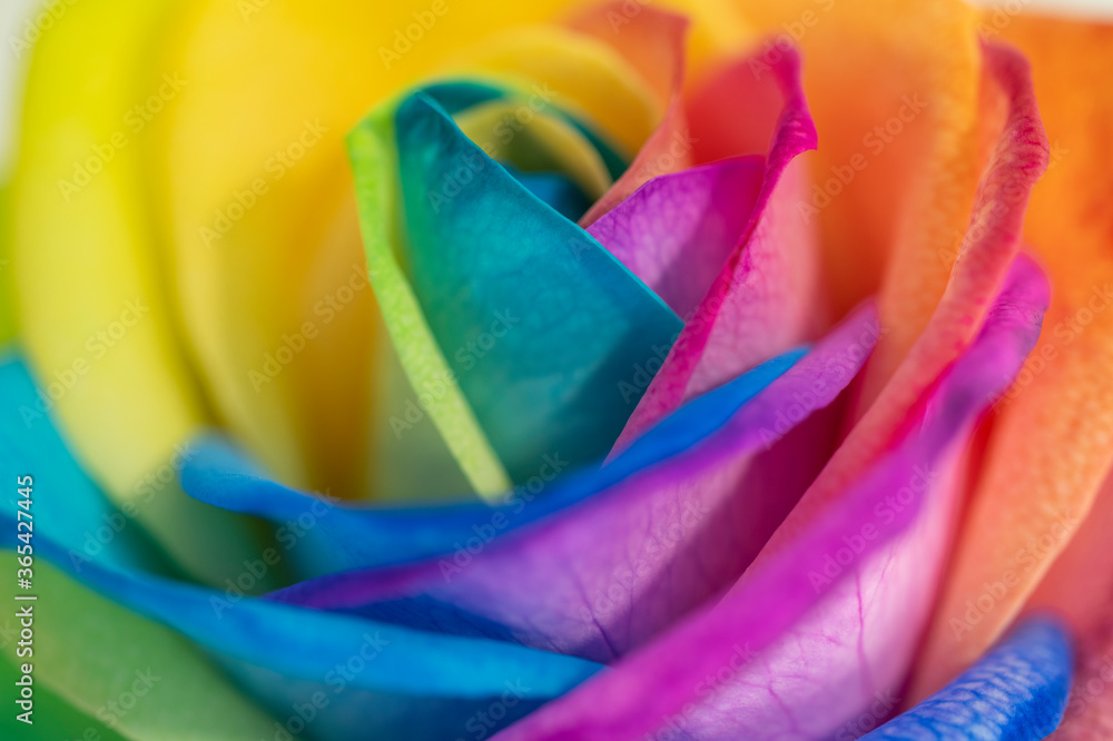 Rainbow rose petal leaves pride flag colors lbtg lbtgq gay love Stock ...