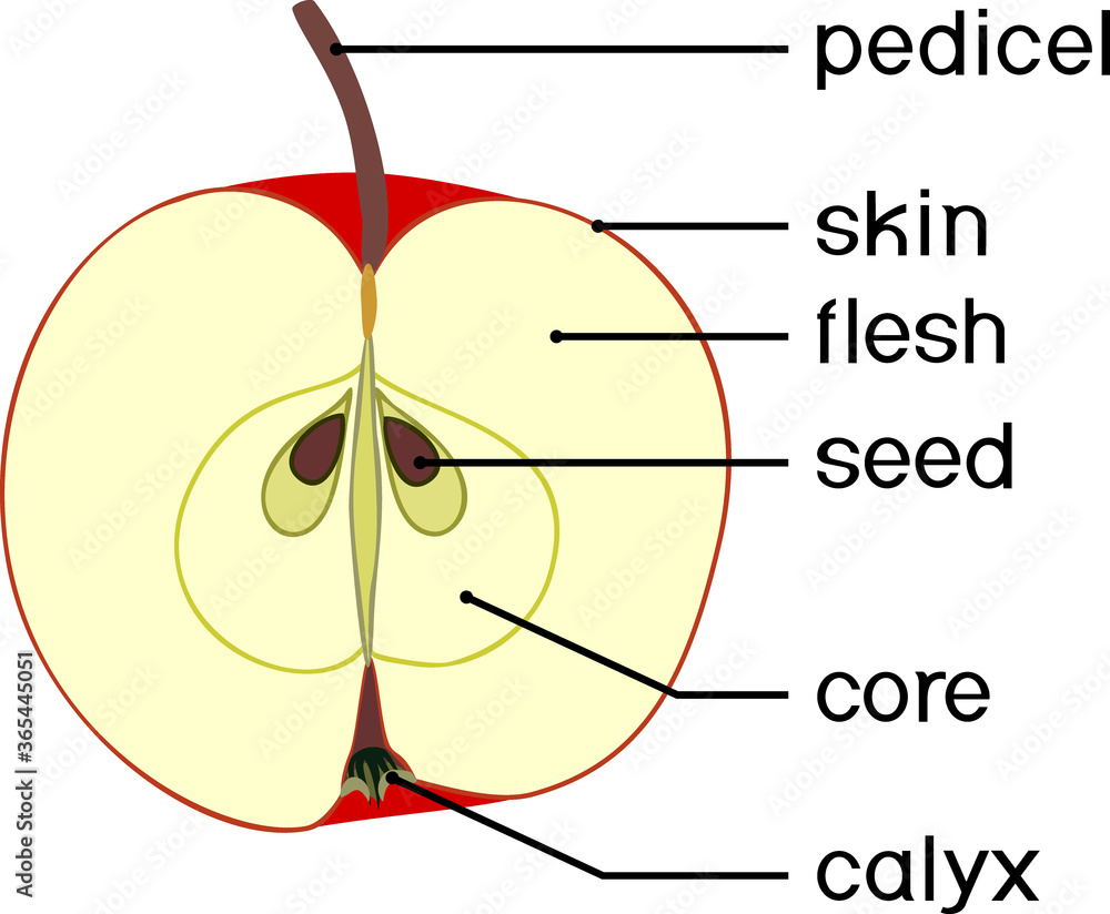 Parts of plant. Internal structure of of apple fruit isolated on white ...