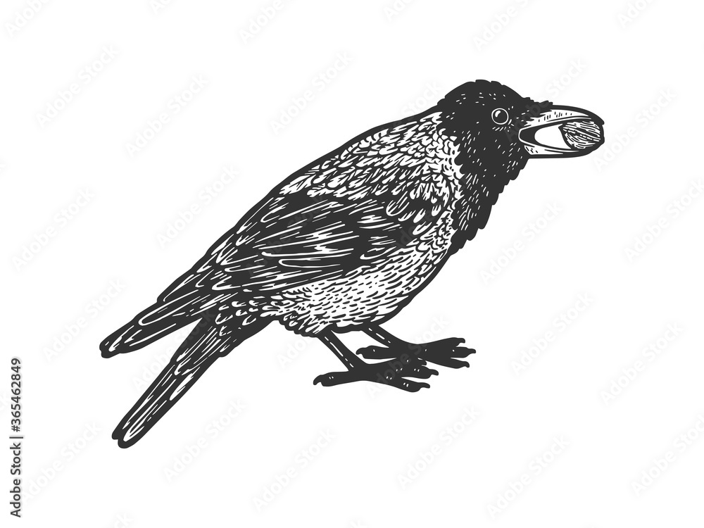 crow and nut sketch engraving vector illustration. T-shirt apparel ...