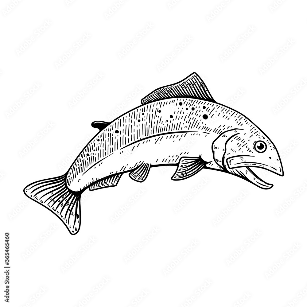 Set of illustrations of salmon fish in engraving style. Design element ...