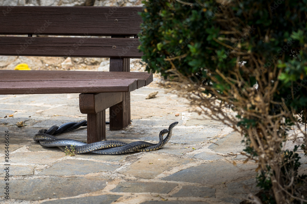 Two snakes mating, the male wrapping around the female Stock Photo ...