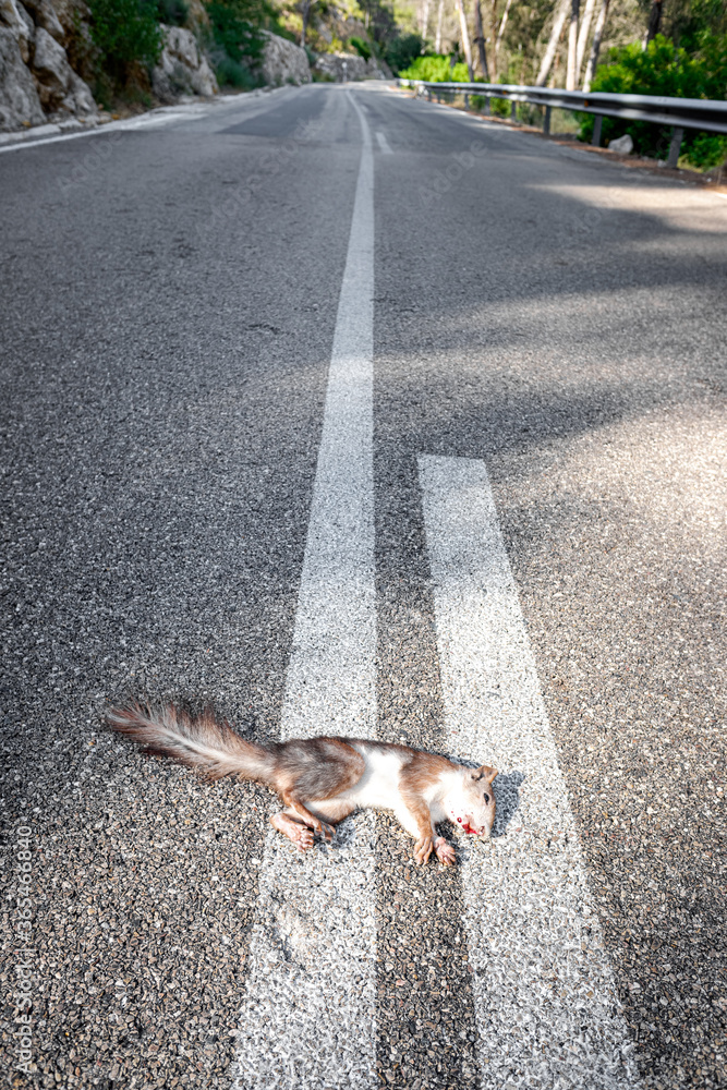 Car accident ends the life of a squirrel who is bleeding in the center ...