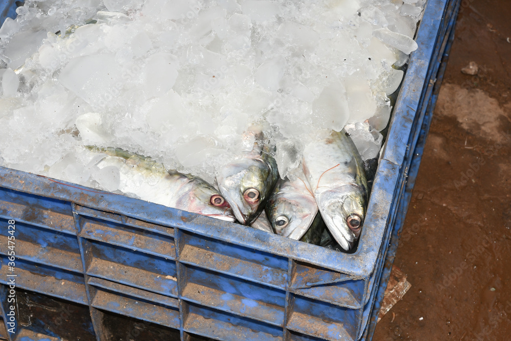 Foto de Sea food. Fish market in India. Raw Mackerel fish in basket for ...