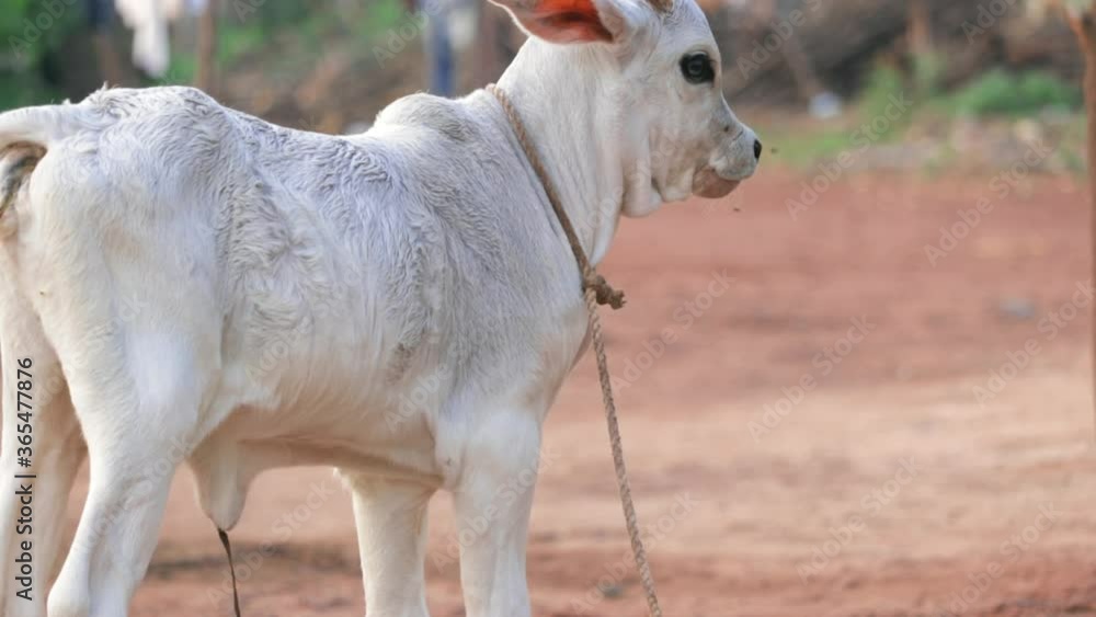 Nellore brahman cattle from Brazilian farms,indian Cow. in the villages ...