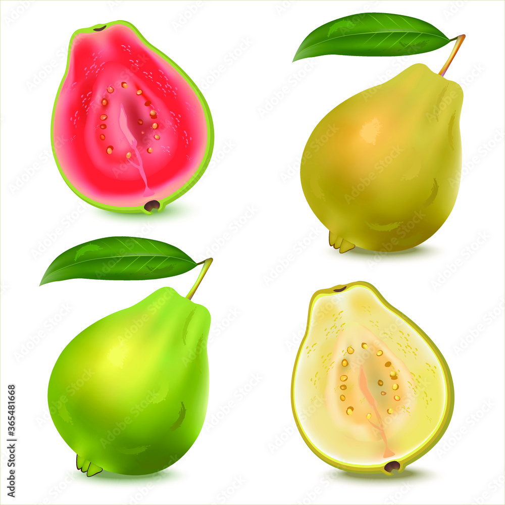 Set of realistic illustration of yellow and green guava. Fresh whole ...