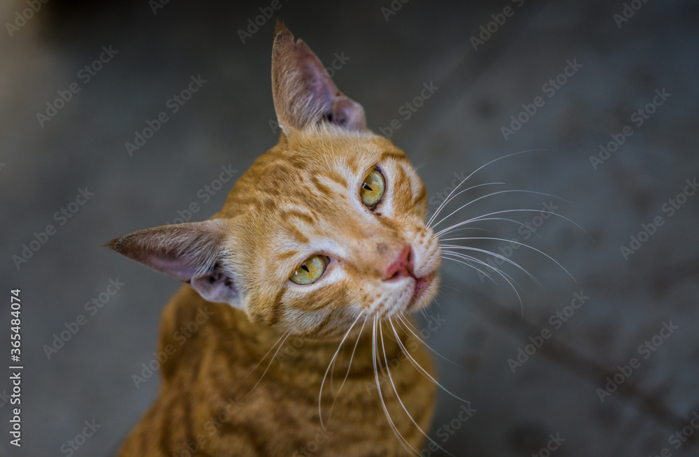 Indian billi breed also known as Indian common cat Stock Photo | Adobe ...