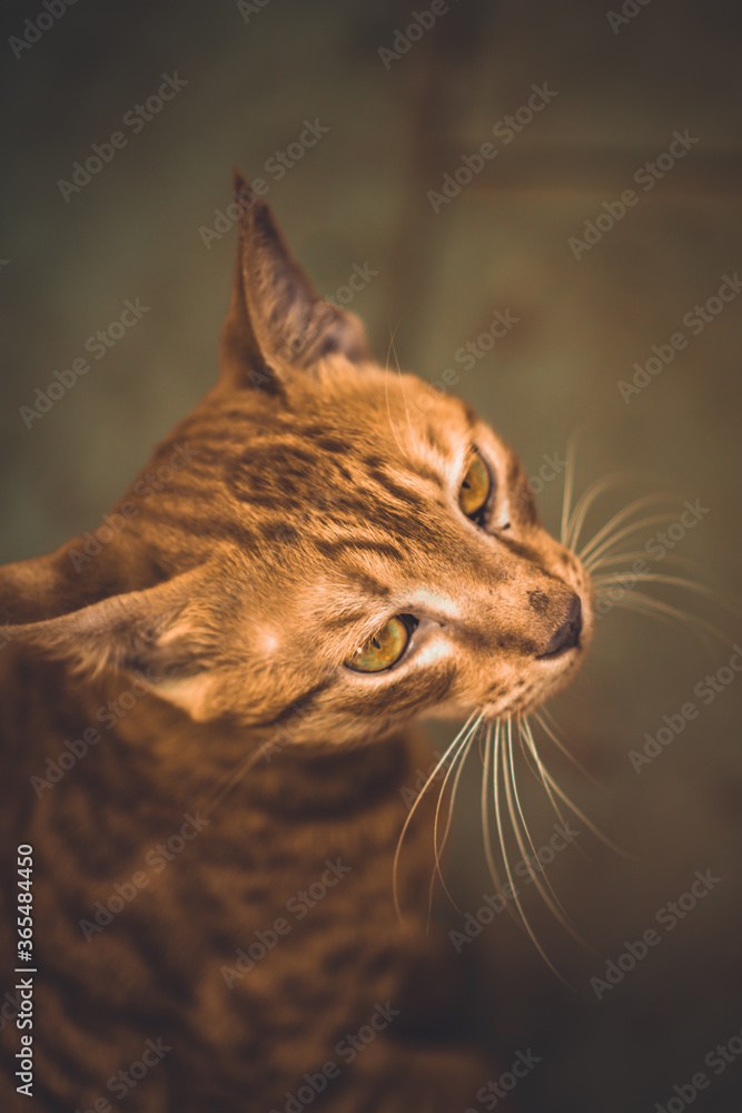 Indian billi breed also known as Indian common cat Stock Photo | Adobe ...