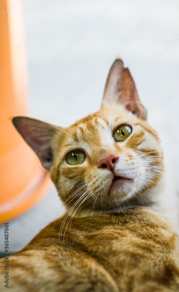 Indian billi breed also known as Indian common cat Stock Photo | Adobe ...