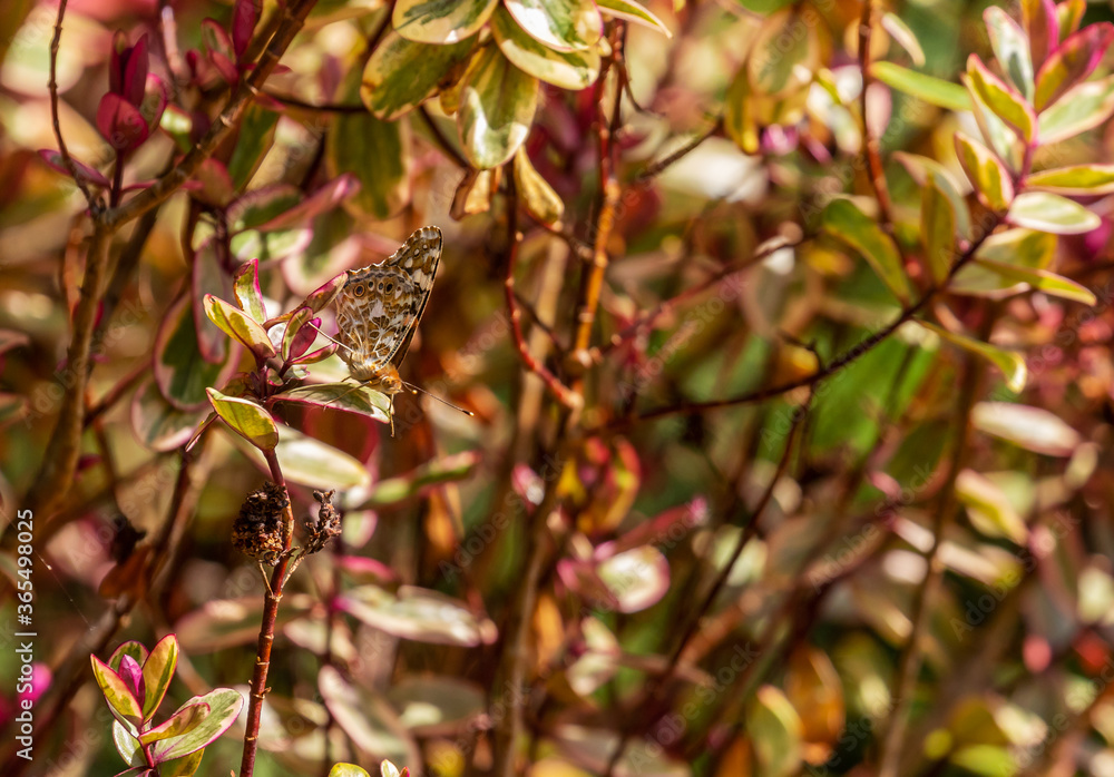 Foto de Painted lady butterfly, with closed wings showing underside, in ...