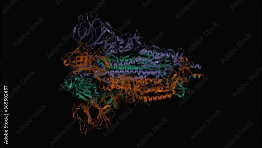 Structure of the SARS-CoV-2 spike glycoprotein homotrimer, dynamic 3D ...