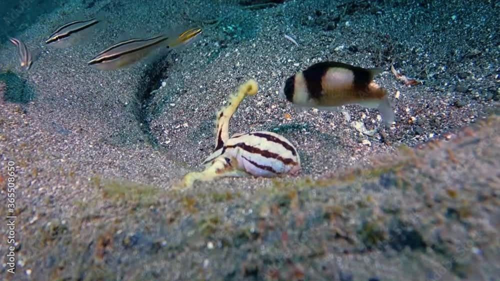 Poison ocellate octopus tries to hide under a tire lying on the seabed ...