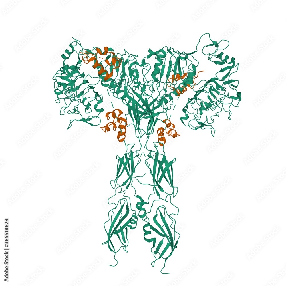 Structure of full-length insulin receptor (green) bound to four insulin ...