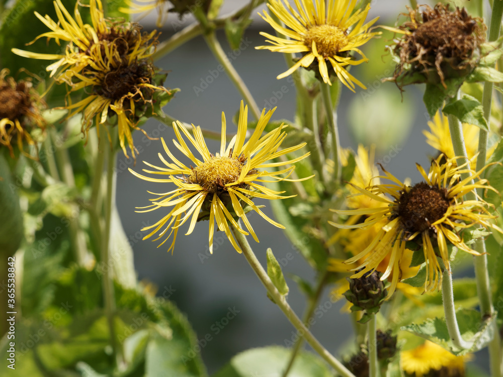 (Inula helenium) Grande Aunée ou inule aunée à inflorescence en corymbe ...