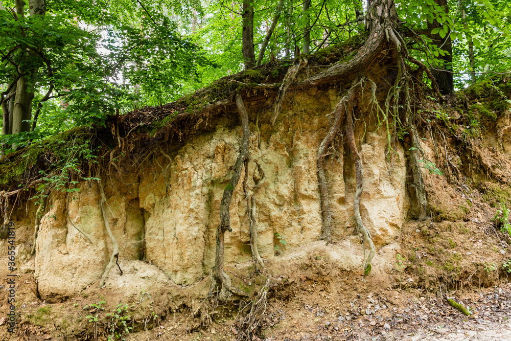 Loess rock slope wall in natural landscape. Trees roots visible (bare ...